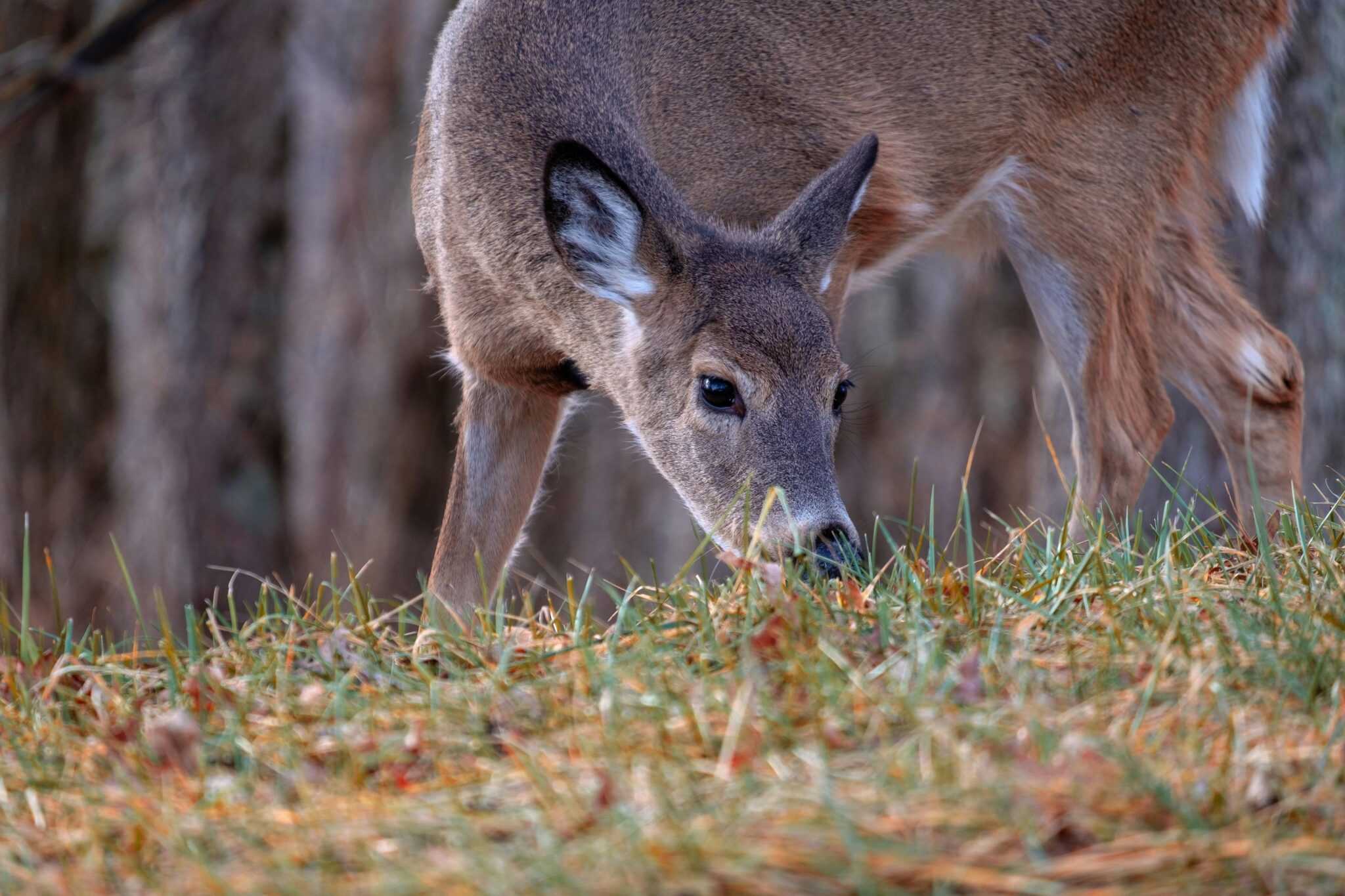Deer Population - Jersey Deer